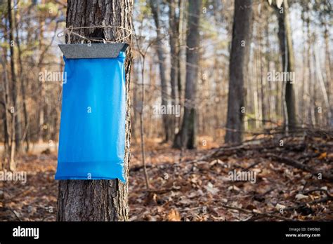 Tapping Maple Trees Hi Res Stock Photography And Images Alamy