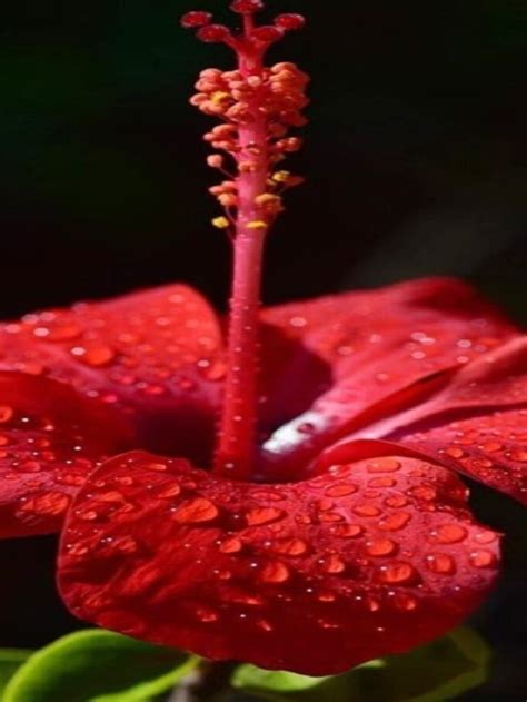 জবা ফুল ভীষণ উপকারী জানেন