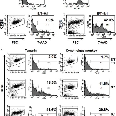 Cytotoxicity Assay By Cfse And 7 Aad Staining A Cfse Stained K562 Download Scientific