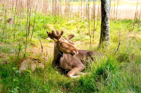 Premium Photo Young Elk Laying In The Grass