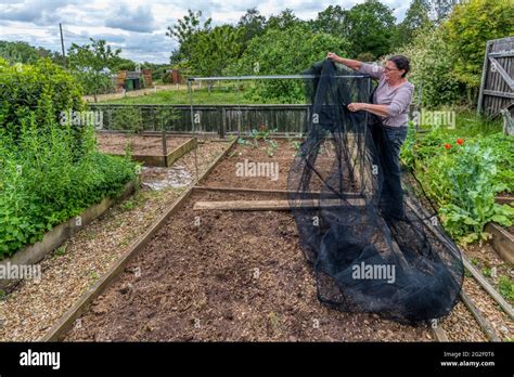 Woman Building Netting Cage Over Raised Beds Before Planting Cabbages