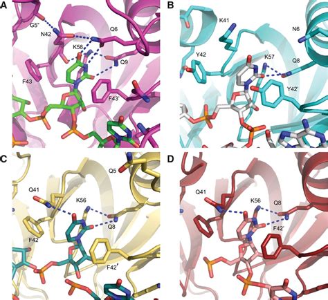 Recognition Of U Rich Rna By Hfq From The Gram Positive Pathogen