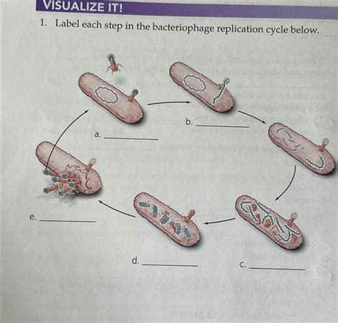 solved visualize it label each step in the bacteriophage