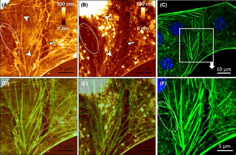 Correlative Afm And Conventional Fluorescence Microscopy Of Lsec A Download Scientific