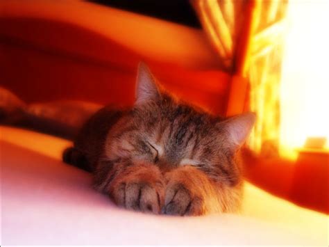 Lazy Lazy Lucy By Caballo1 On Deviantart