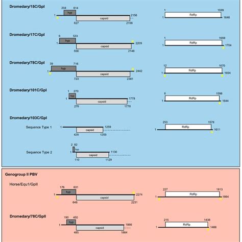 schematic representation of the gene arrangement of segment 1 and