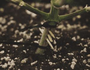 Why Do Plant Stems Split Causes And Solutions The Garden Hows