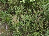 Шалфей обыкновенный (Salvia plebeia) - PictureThis