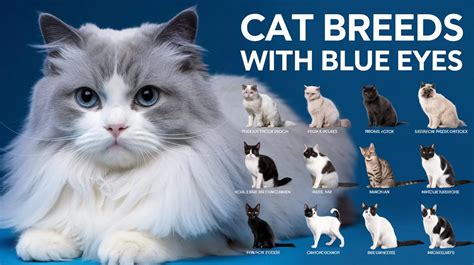 Cat Breeds With Blue Eyes A Stunning Guide