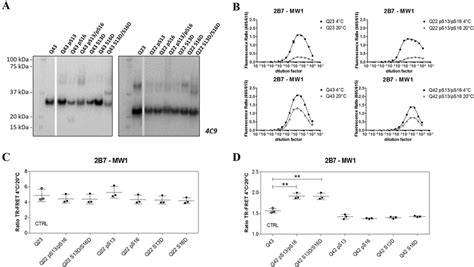 S13s16 Modifications In The N17 Domain Of Htt Alter Mhtt Conformation