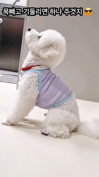 옆모습 너무 이뿐 강아지😋착한강아지😍shorts 숏츠 Youtube