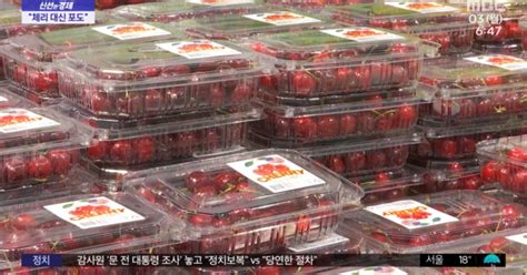 신선한 경제 체리 대신 포도강달러 대응 나선 마트