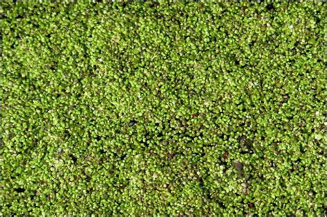 How To Grow Duckweed In The Comforts Of Your Own Backyard