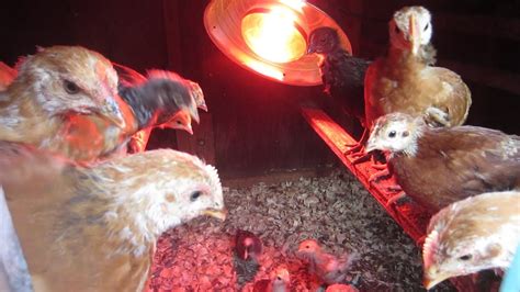 Does Hawk Kill Chickens At Jennifer Colbert Blog