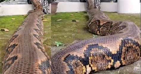 Indonesian Man Finds Wifes Legs Sticking Out Of 30ft Pythons Mouth