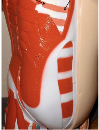 Lab 4 Flashcards Quizlet