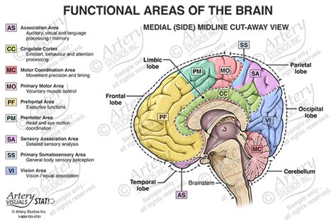 Medial Brain