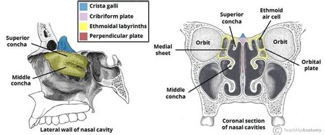 Ethmoid Bone Location Structure Relationships Teachmeanatomy