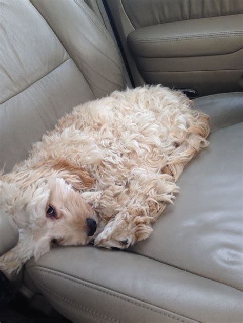 Cute Cockapoo Puppy Taking A Nap In The Car