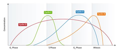 Diagram Of Cyclin Graph Quizlet Diagram Of Cyclin Graph Quizlet
