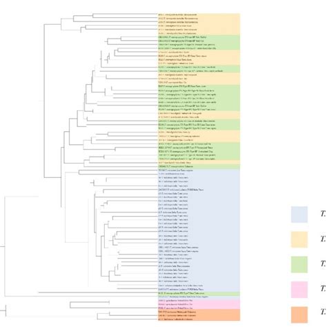 Maldi Tof Ms In The T Mentagrophytes Species Complex Only Variable Download Scientific