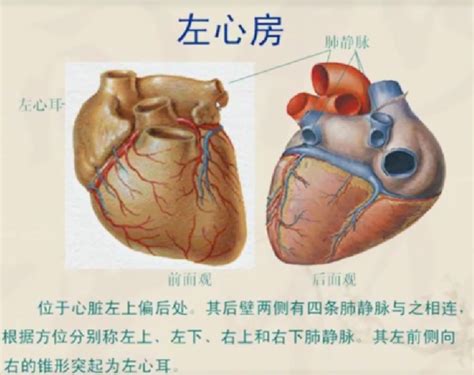 介入笔记 最全心脏和冠脉解剖，经典收藏！ 好医术文章 好医术 赋能医生守护生命