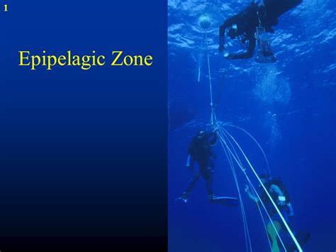 Epipelagic Zone