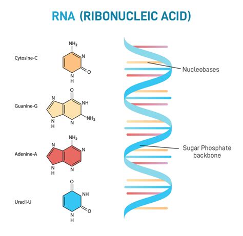 RNA Definition Structure Types And Functions 40 OFF