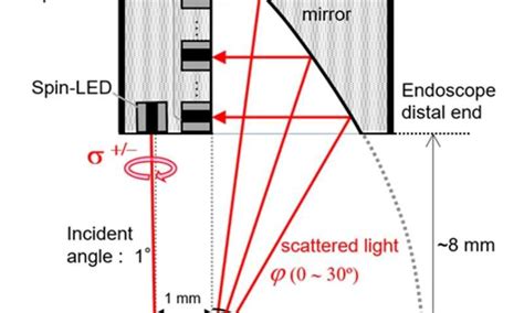 Towards The In Vivo Detection Of Cancer Progression Using Circularly