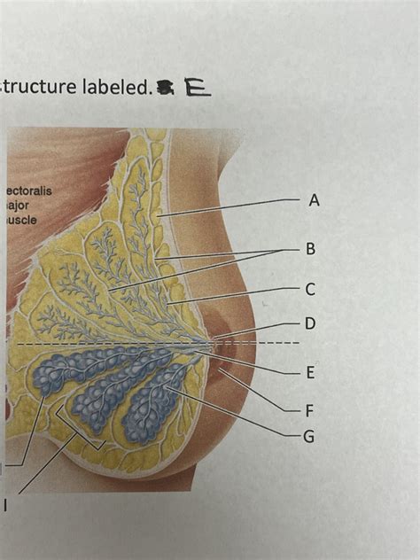 Final Lab Practical Diagram Quizlet