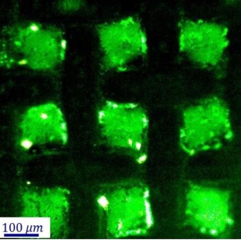 fluorescence microscopic image of the droplet microarray on the pdms