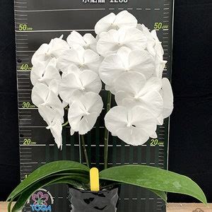 Phal. Charming Crystal Water '1288' - Etsy