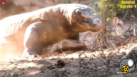 حملات باورنکردنی اژدهای کومودو2023 فیلو