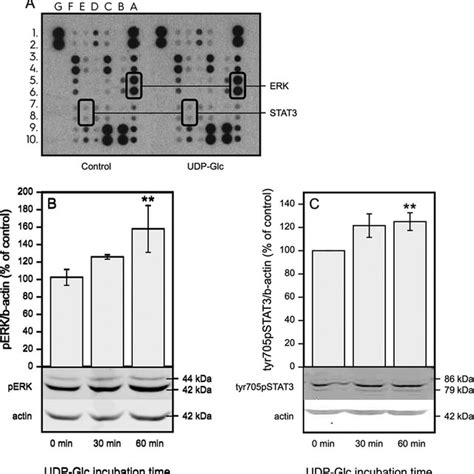 Pdf Extracellular Udp Glucose Activates P2y14 Receptor Induces Signal Transducer And