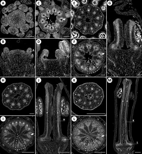 The Odd One Out A Comparison Of Flower And Fruit Development In