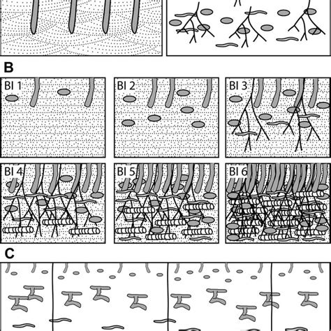 Pdf The Role Of Continental Trace Fossils In Cenozoic Paleoenvironmental And Paleoecological