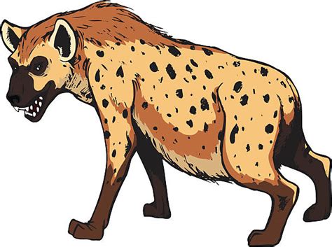 Best Hyena Illustrations Royalty Free Vector Graphics And Clip Art Istock