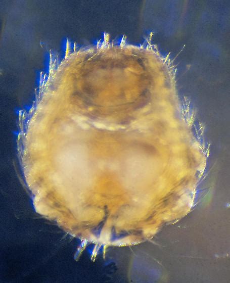 Possibly A Scale BugGuide Net