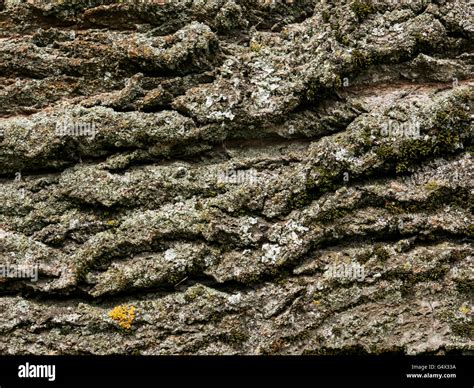 Tree Bark Texture Background Stock Photo Alamy