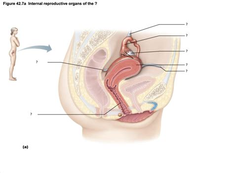Unlabeled 10 Diagram Quizlet