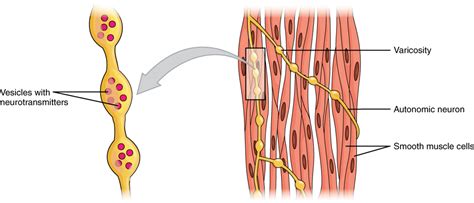 Smooth Muscle And Cardiac Muscle Bio103 Human Biology