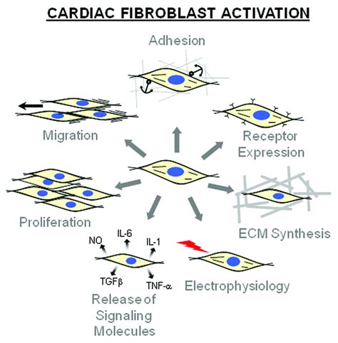 The Cardiac Fibroblast Functional And Electrophysiological