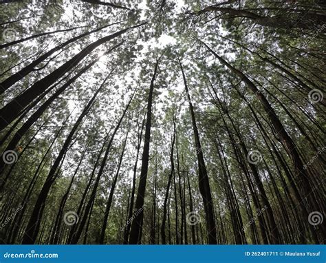 Pine Forests Stock Image Image Of West Pine Forests 262401711 Pine Forests Stock Image Image Of West Pine Forests 262401711