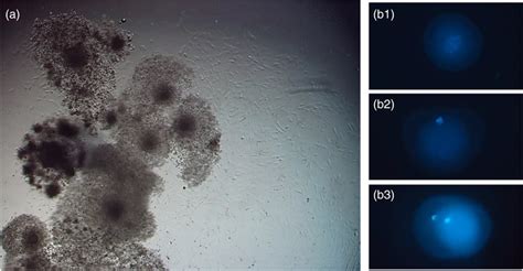 A Bovine Oocytes Co‐cultured With Ovine Sertoli Cells B Nuclear