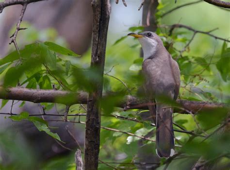 Yellow Billed Cuckoo Audubon Field Guide