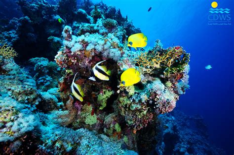 Padi Master Instructor Ahmed Azab احجز مقعدك الان في دورة مرشد غوص بادي القادمة بمدينة