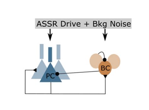 Models · Netpyne Open Source Package For Neuronal Networks