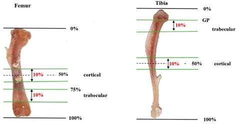 Mouse Femur And Tibia