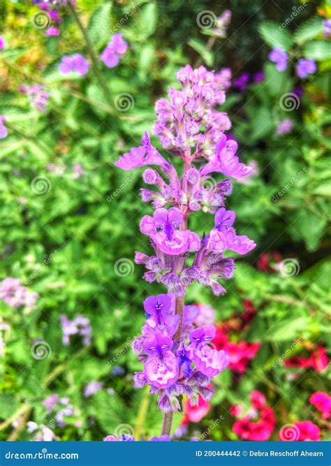 Nepeta Ã— Faassenii Also Known As Catmint And Faassen`s Catnip Stock