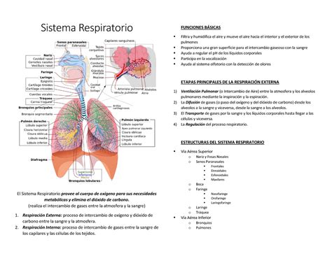 Sistema Respiratorio Resumen Warning Tt Undefined Function 32 Warning Tt Undefined